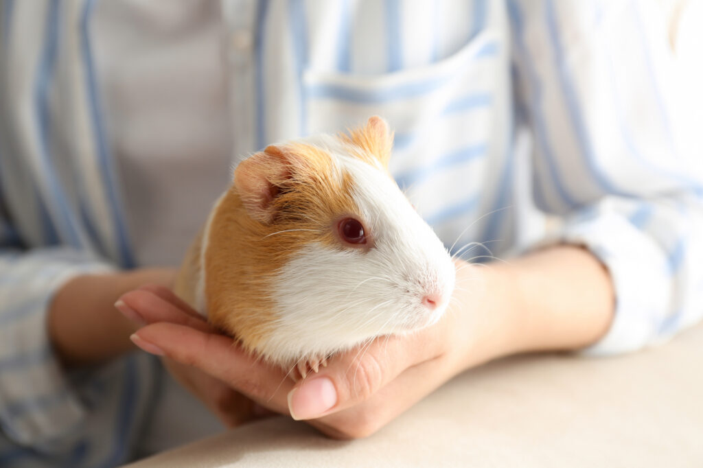 12 Reasons You Prefer The Company Of Animals To People